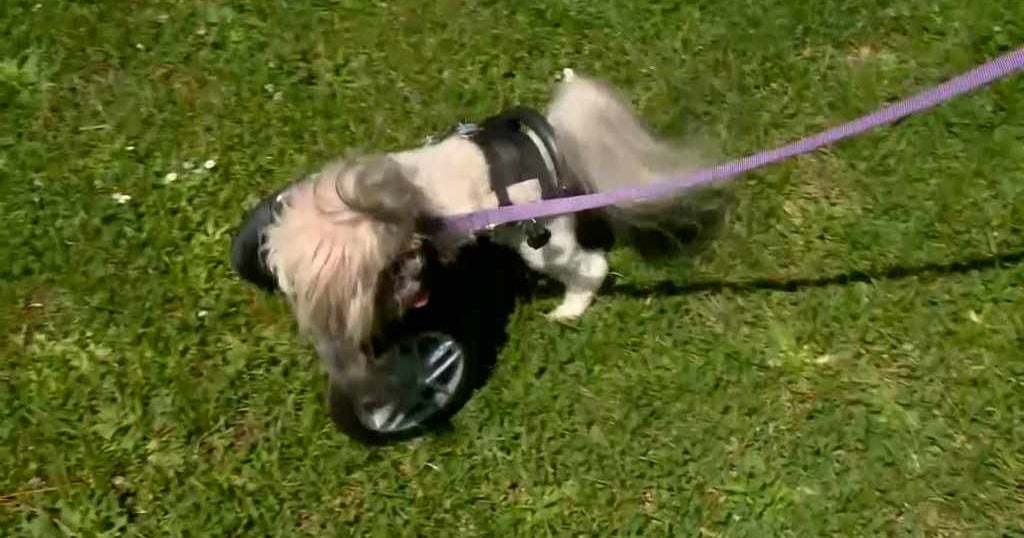 Dog Without Front Legs Looking For New Home After Being Rescued By East ...