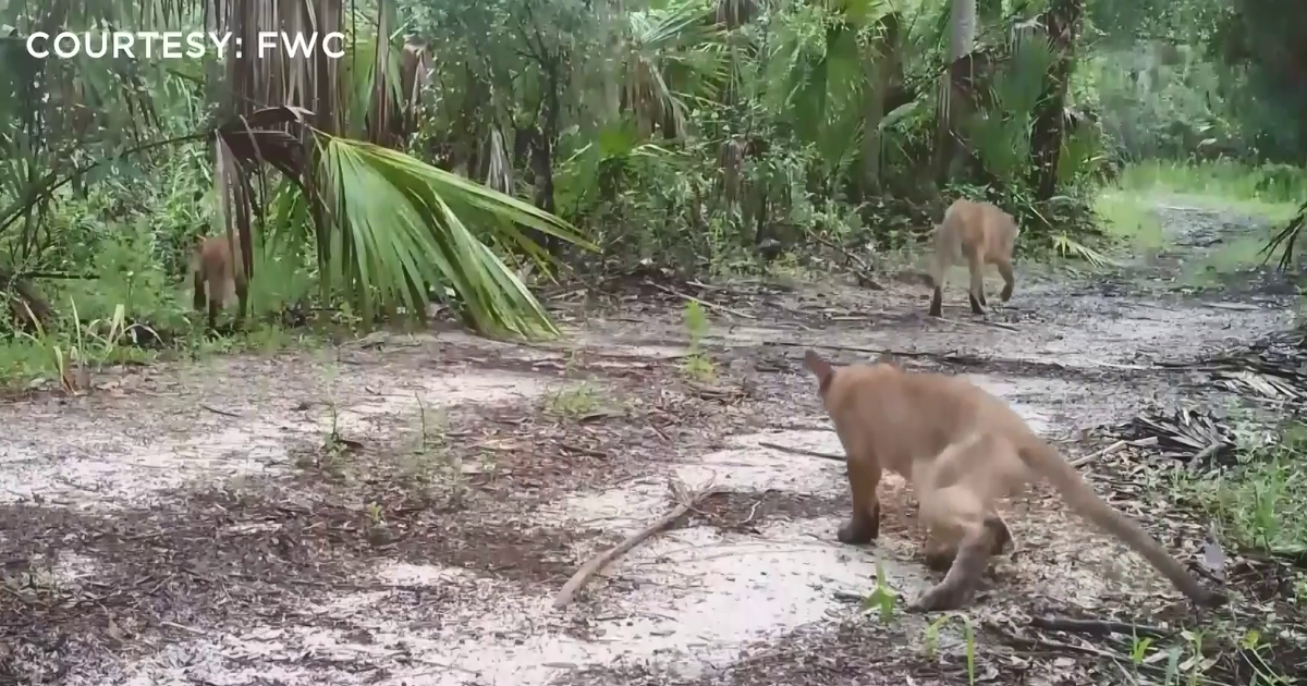 Florida Panthers: Endangered Florida panthers mysteriously struggling ...