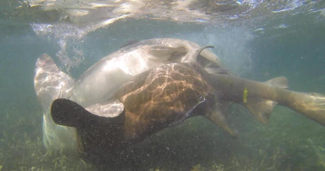 Sharks gather for annual underwater mating dance - CBS News
