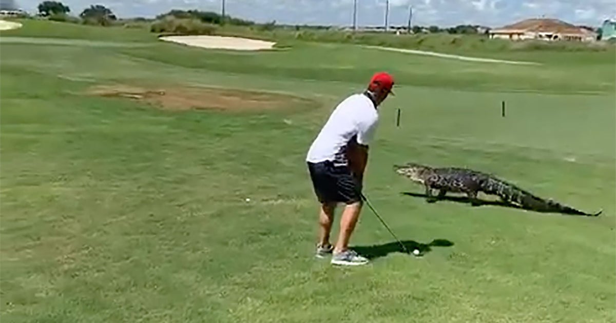 'Golfing In Florida Is Just Different': Large Alligator Strolls By ...