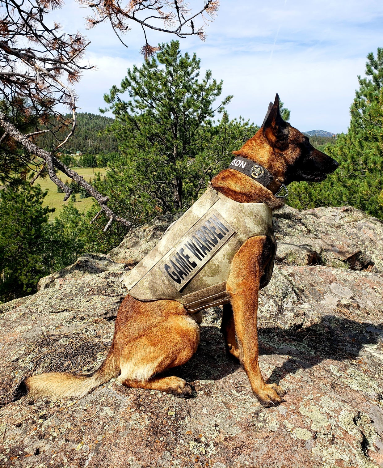 Samson The K9 Game Warden Gets His New Vest - CBS Colorado