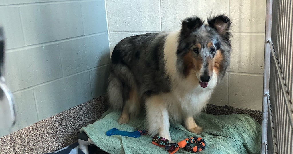Seven 'Lassie' Collies Rescued In Maine Up For Adoption In ...