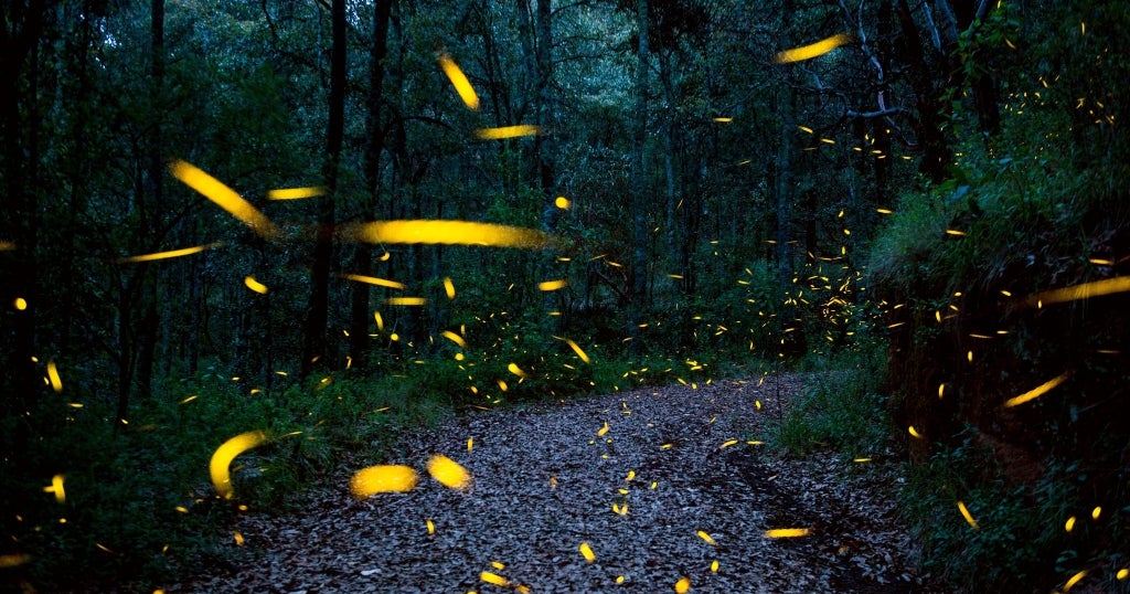 Rare Synchronous Fireflies Discovered On Grandfather Mountain - CBS ...