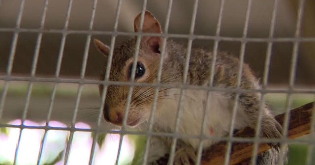Wildlife center finds foster homes for 400 animals - CBS News