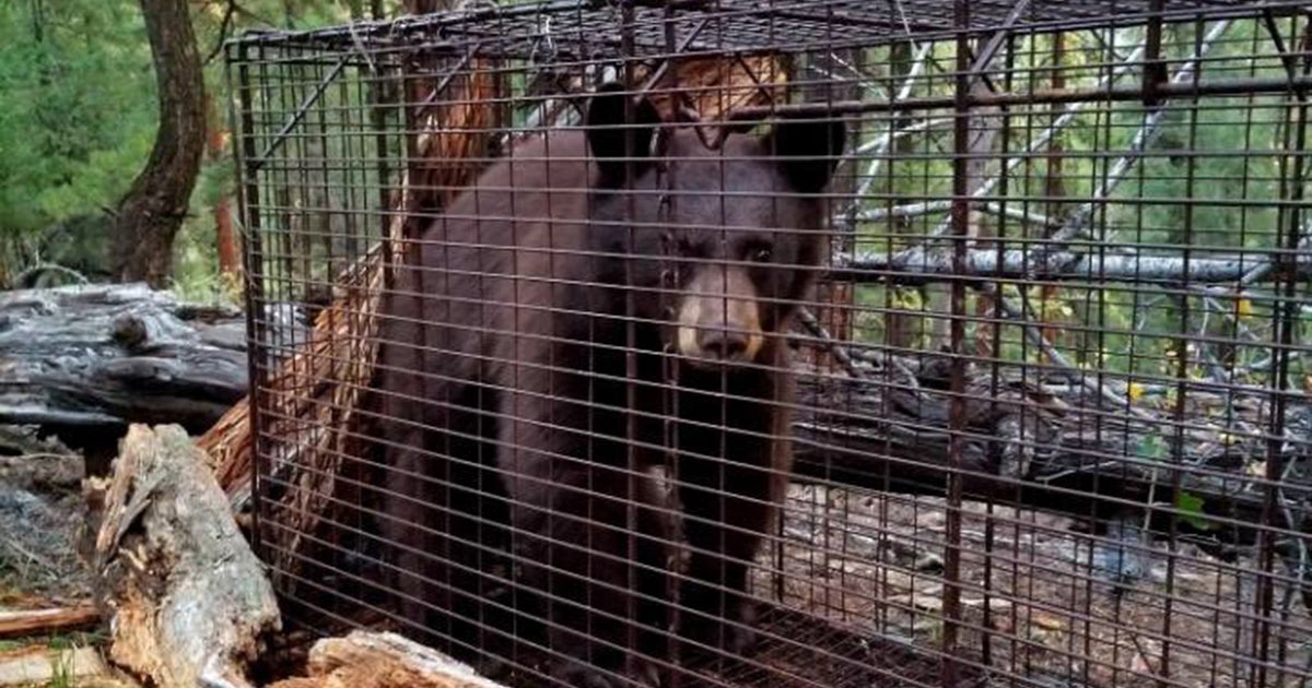1 Of 2 Orphaned Bear Cubs In Pine Attack Found, Sent To Rehab Facility ...