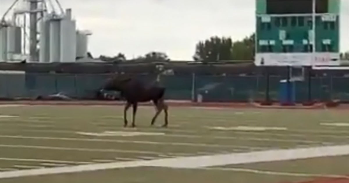 Moose On The Loose At University Of North Dakota Football Practice ...