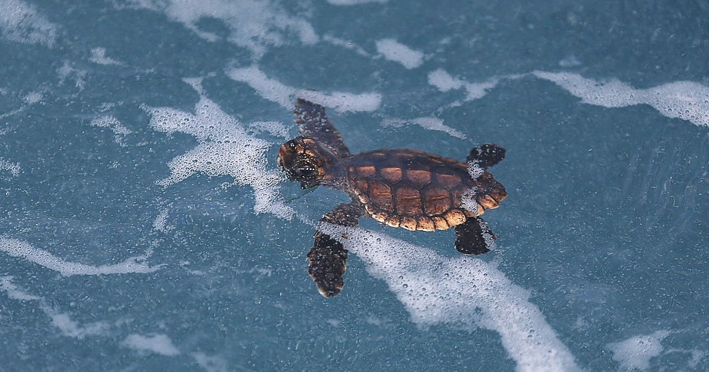 Premature Sea Turtle Hatchlings Taken In By Florida Zoo After Being ...