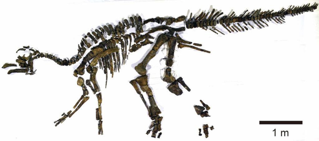 New dinosaur species found: Kamuysaurus japonicus - a plant-eating ...