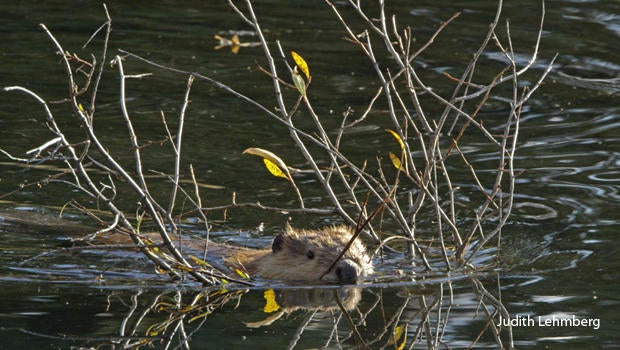 Nature up close: Beavers, the master engineers - CBS News