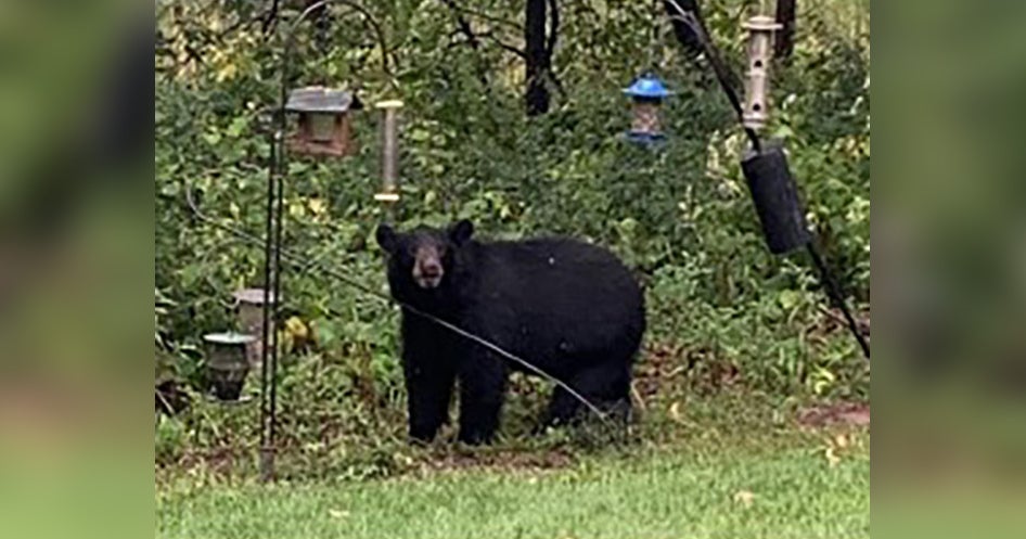 Bear Sightings On The Rise Around Twin Cities: What To Do If You See ...