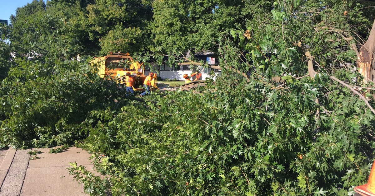 Large Tree Falls, Blocking Lanes On Major Street To Sac State - CBS ...
