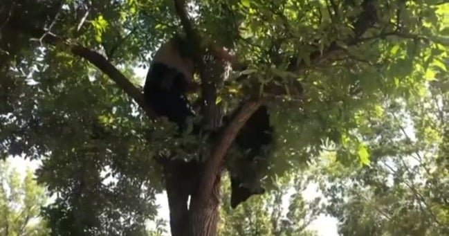 Video: Wildlife Officers Catch Tranquilized Bear Cub Falling From Tree ...