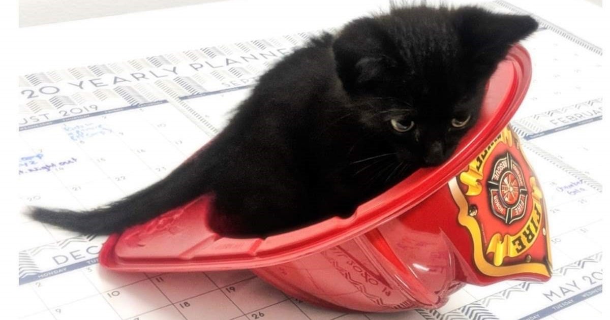 After Rescue From Tree, 'Ember The Fire Cat' Will Help Spread Fire ...