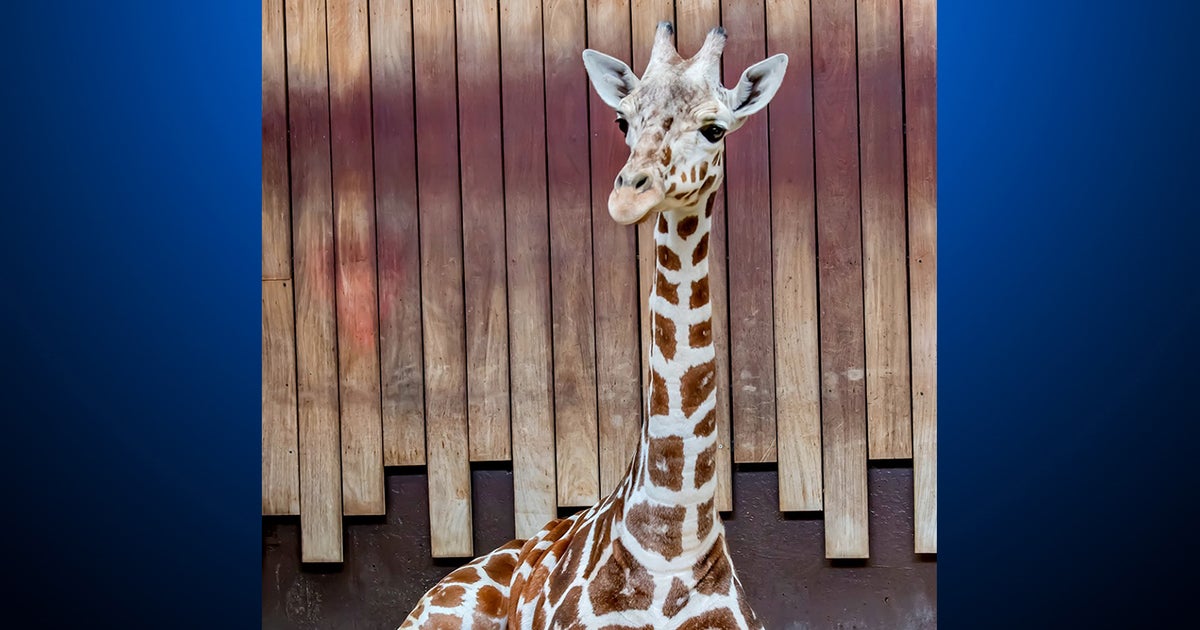 Young Giraffe Kazi Joins Dobby And Herd At Denver Zoo - CBS Colorado