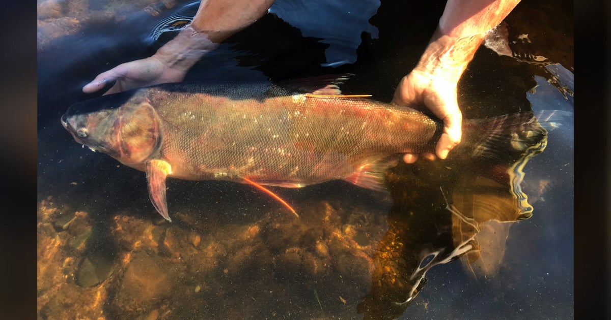 DNR Puts Tracking Device On Invasive Silver Carp Found In St. Croix ...