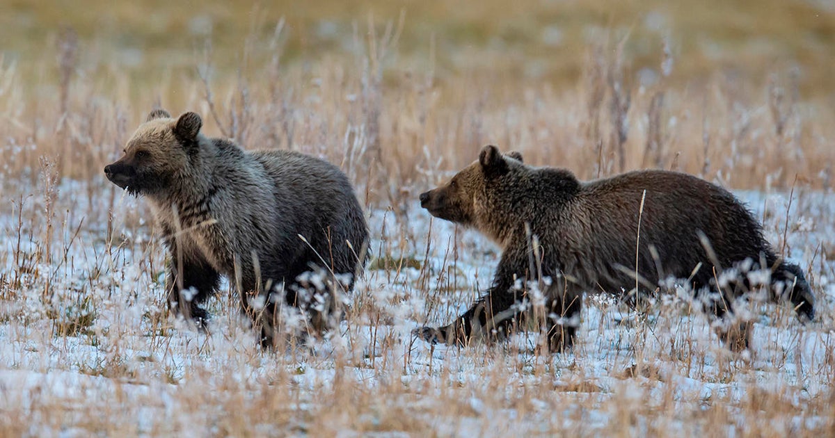 Nature up close: How an insect is key to grizzly bears' survival - CBS News