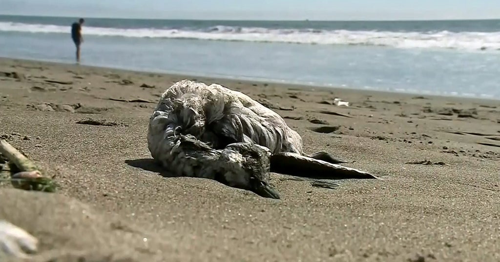 Biologists Brace For Marine Heat 'Blob' Threatening Wildlife In Pacific ...