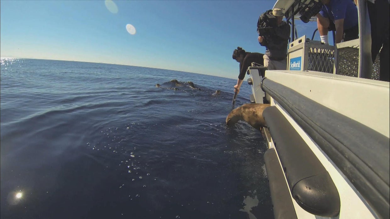 The blob Pacific Ocean: Pacific Ocean "blob" harming marine life made ...