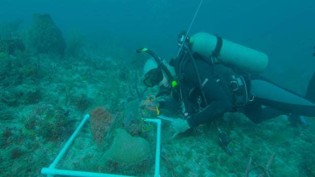 Eye on Earth: Studying Earth's climate by living under the sea - CBS News
