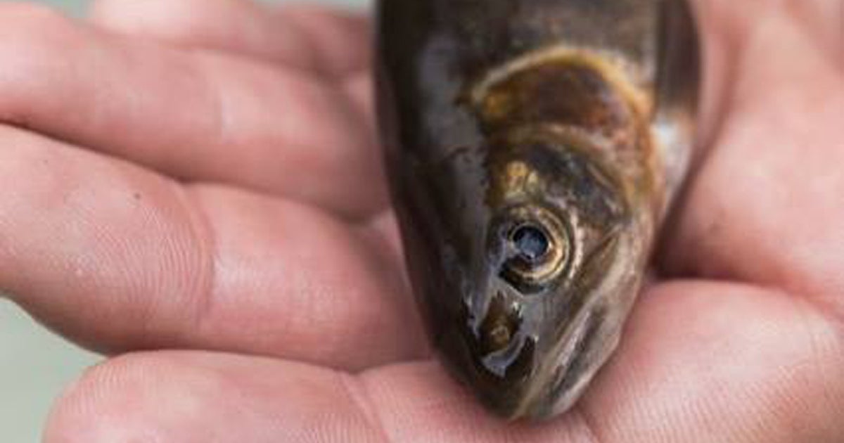 Rare California Trout Species Returns To Native Habitat - CBS Sacramento