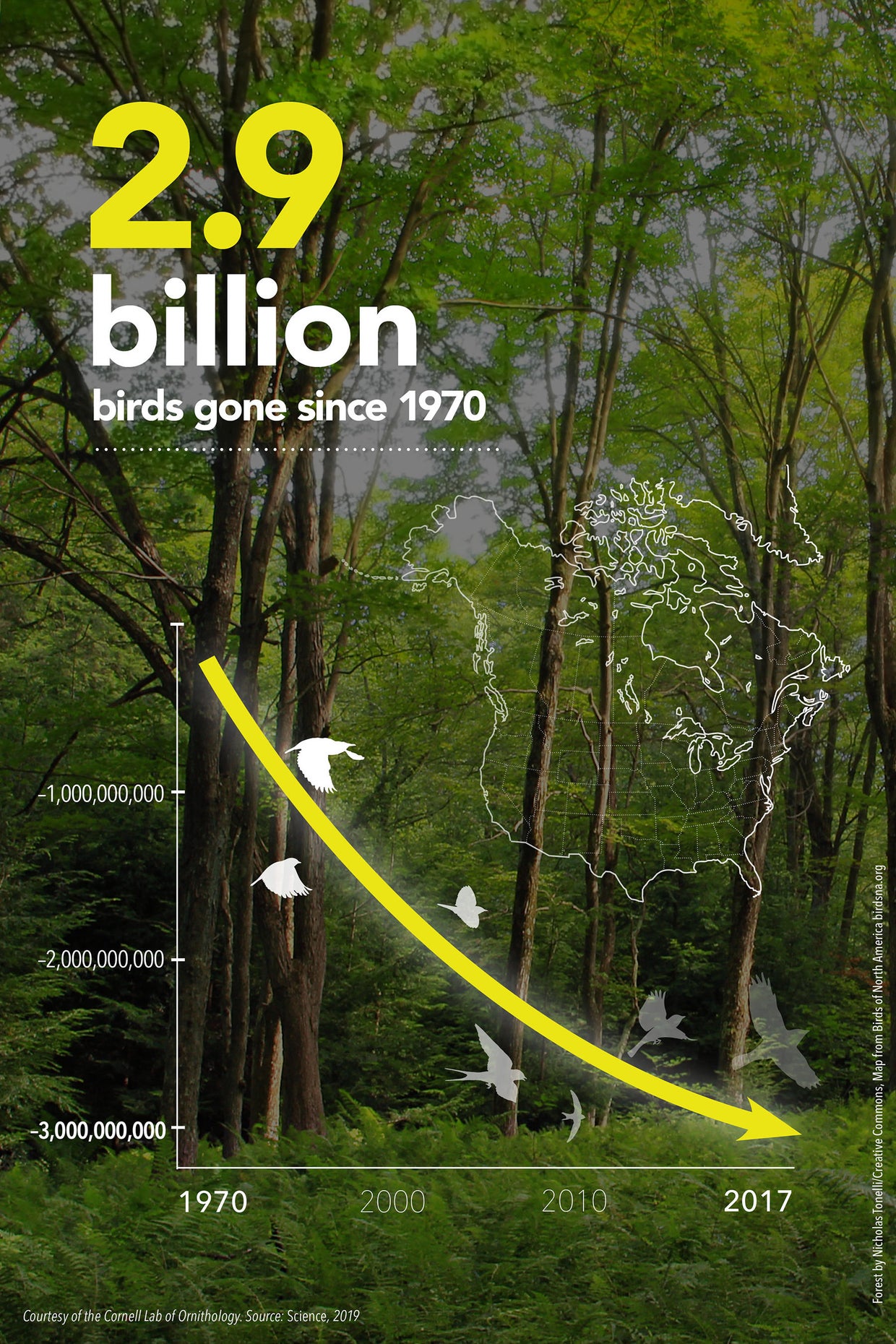 Bird population: North America has lost nearly 3 billion birds since ...