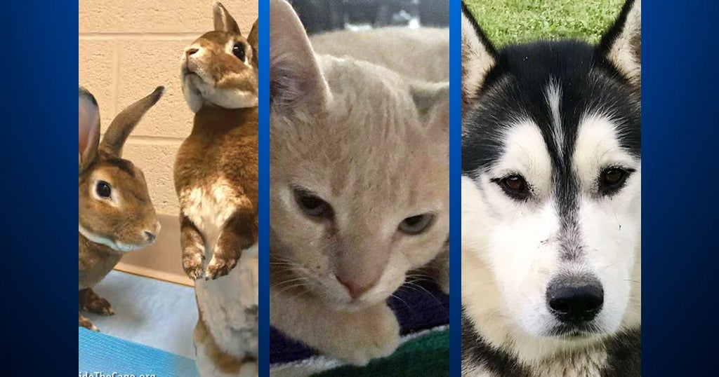 Furry Tails: Cosmo & Wanda And Peanut & Blaze Are Waiting For Forever ...