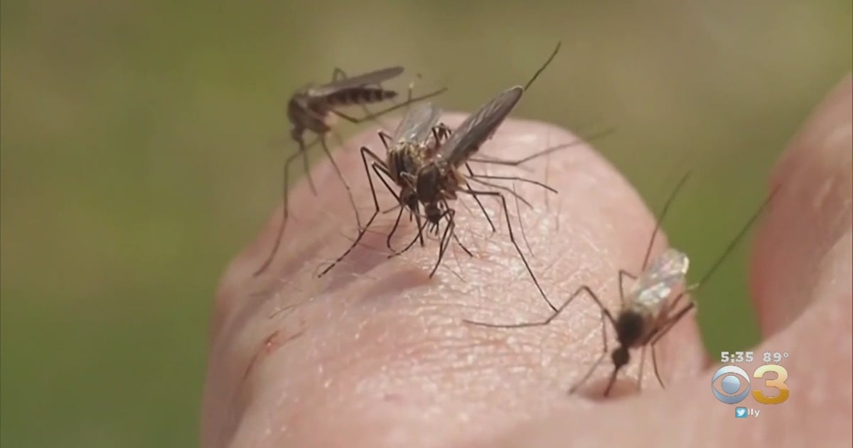 First COVID-19, Now Mosquitoes: Bracing For Bug-Borne Illnesses - CBS ...