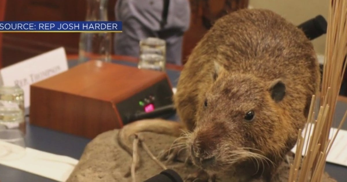 California Ramps Up Efforts To Combat Invasive Swamp Rodents - Good Day ...