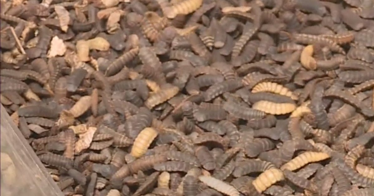 Lab-Grown Larvae Could Help Save The Environment - CBS Sacramento