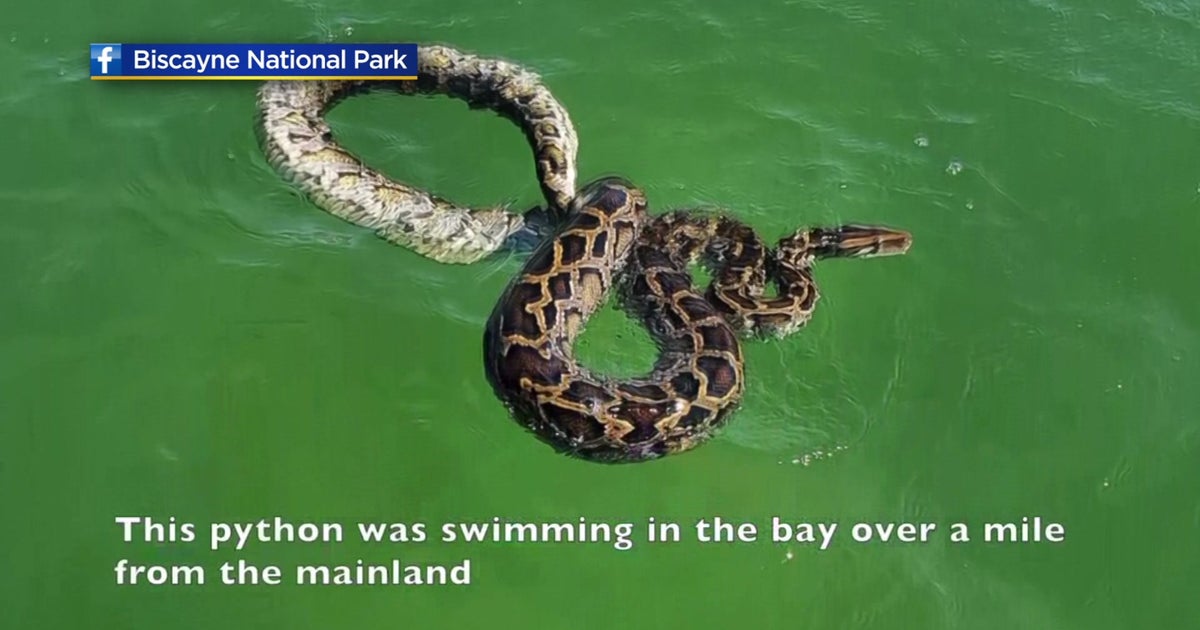 VIDEO: Giant Burmese Python Captured Swimming In Biscayne Bay - CBS Miami
