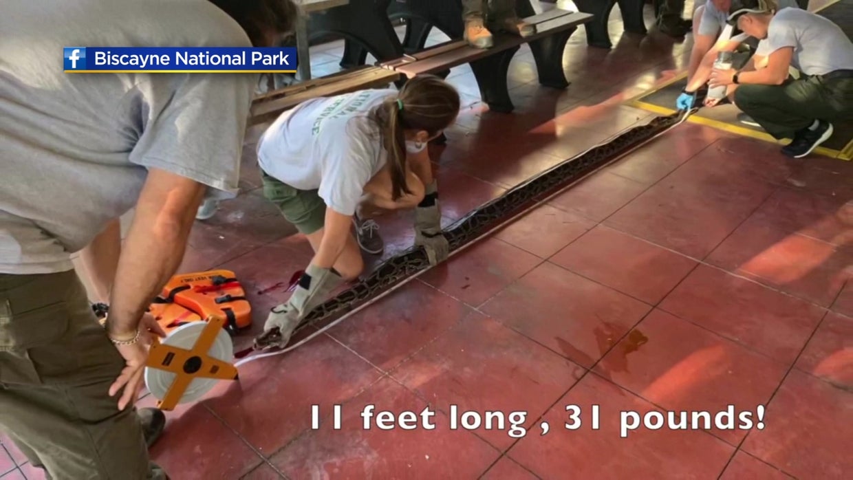 VIDEO: Giant Burmese Python Captured Swimming In Biscayne Bay - CBS Miami
