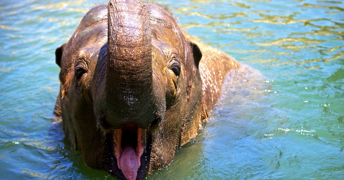 Elephant: Santa Barbara Zoo says last goodbye to Little Mac - CBS News