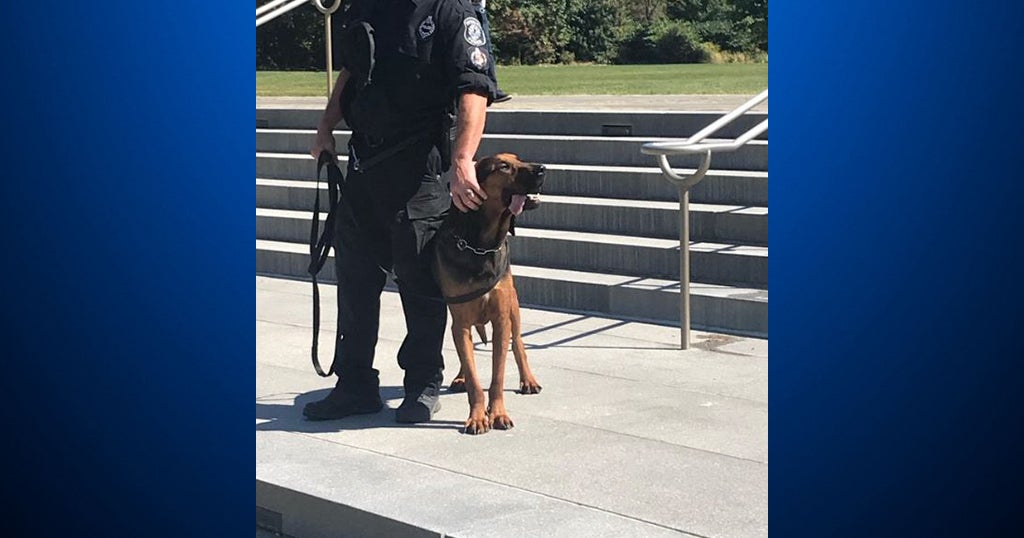 Bloodhound Cappy Introduced As Newest Pittsburgh Police Dog - CBS ...