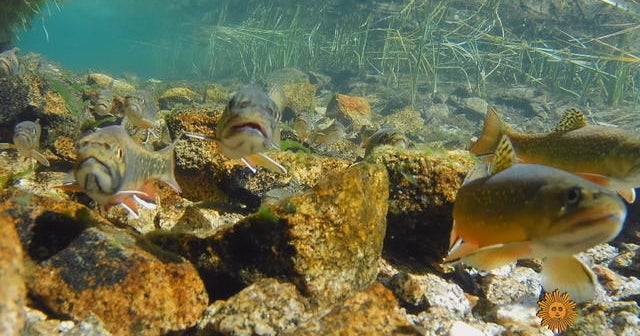 Nature: Trout - CBS News