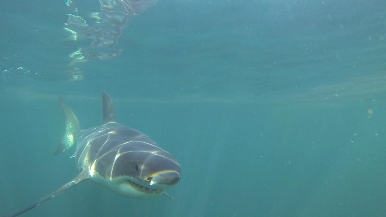 How to be shark smart at Cape Cod - CBS News