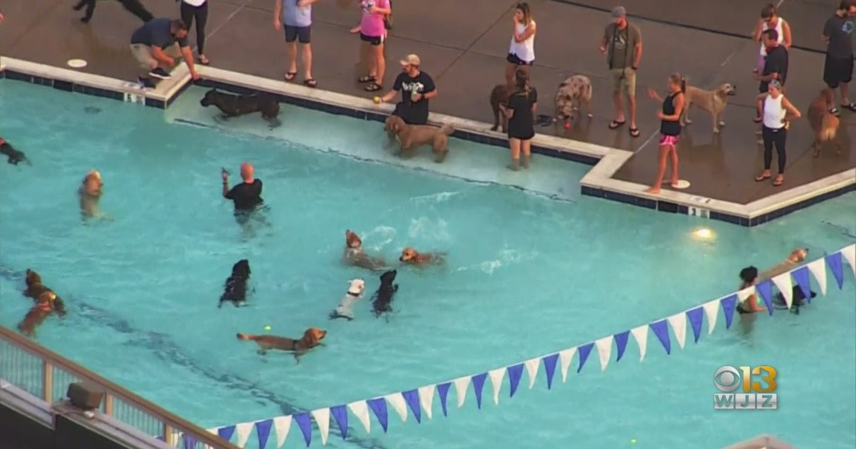 Merritt Clubs Pool Goes To The Dogs For BARCS Fundraiser - CBS Baltimore