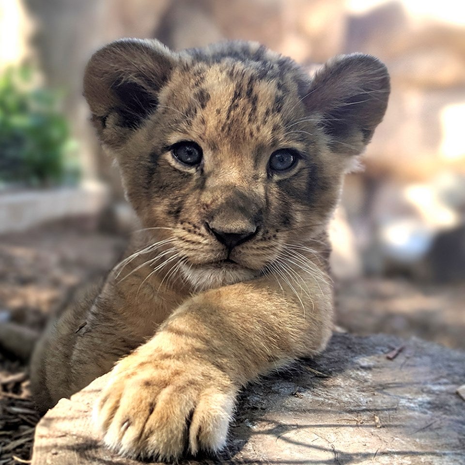 Meet Tatu! Denver Zoo Announces Name Of Lion Cub - CBS Colorado