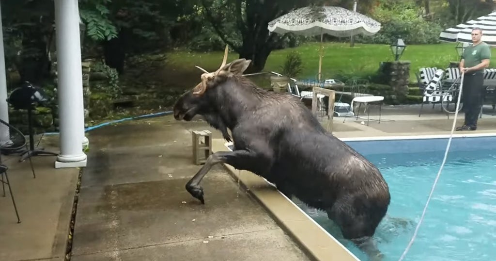 Moose Climbs Out Of New Hampshire Swimming Pool After Being Stuck For ...