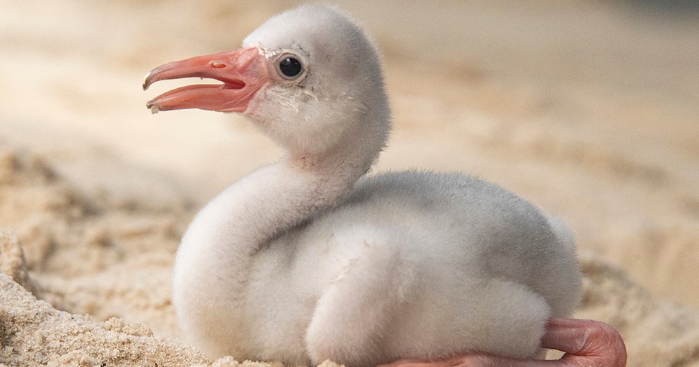 PIX: Flamingo Chick Hatches At Zoo Miami