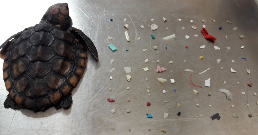 Florida Nature Center Finds Tiny Turtle With 104 Plastic Pieces In ...