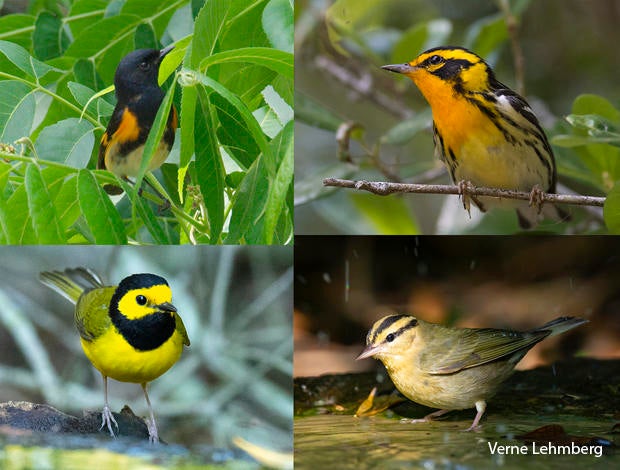 Nature up close: The massive decline of bird populations - CBS News