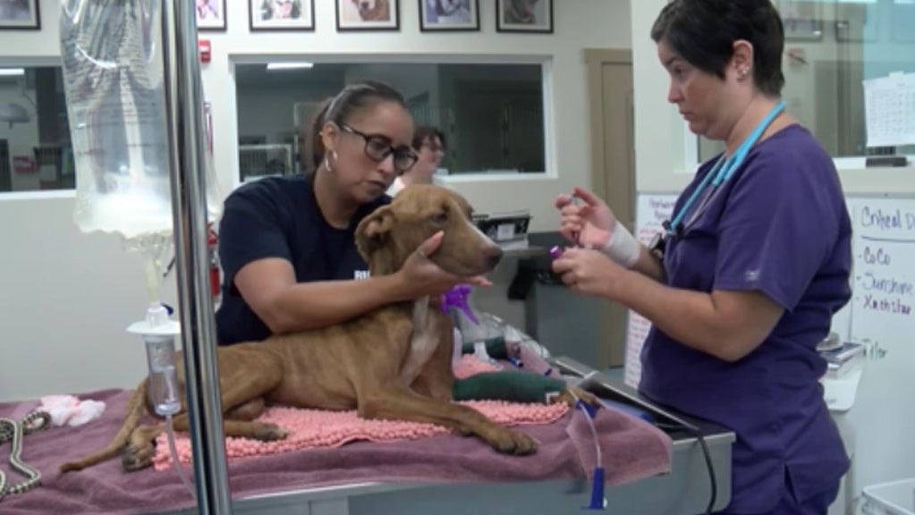 Florida Rescue Group Uses Drone To Save 'Miracle' The Dog Under ...