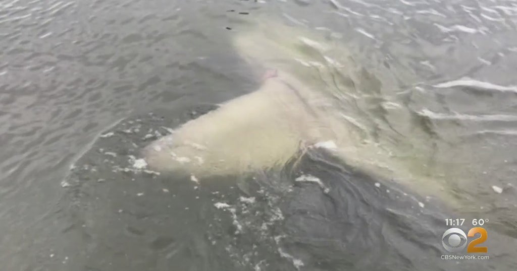 Holy Mola! 300-Pound Fish Ends Up In NJ Man's Backyard - CBS New York