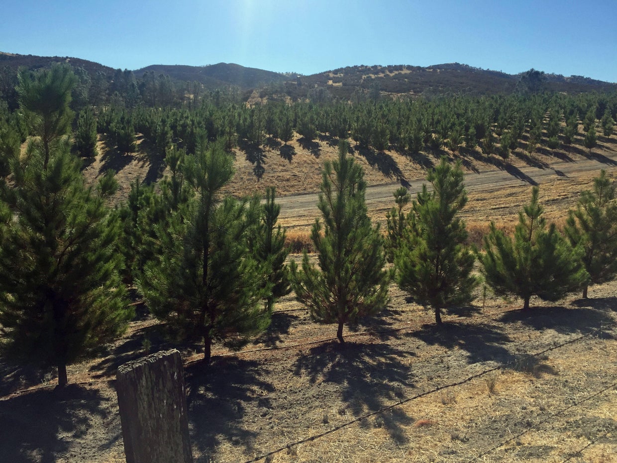 Chowchilla bus kidnapper Frederick Woods ran a gold mine and Christmas ...