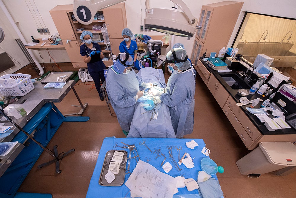 PIX: 'Sia' The Siamang Undergoes Surgery At Zoo Miami