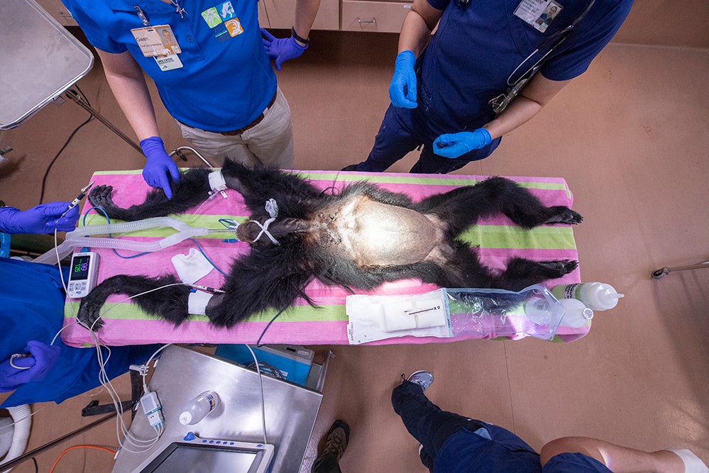 PIX: 'Sia' The Siamang Undergoes Surgery At Zoo Miami