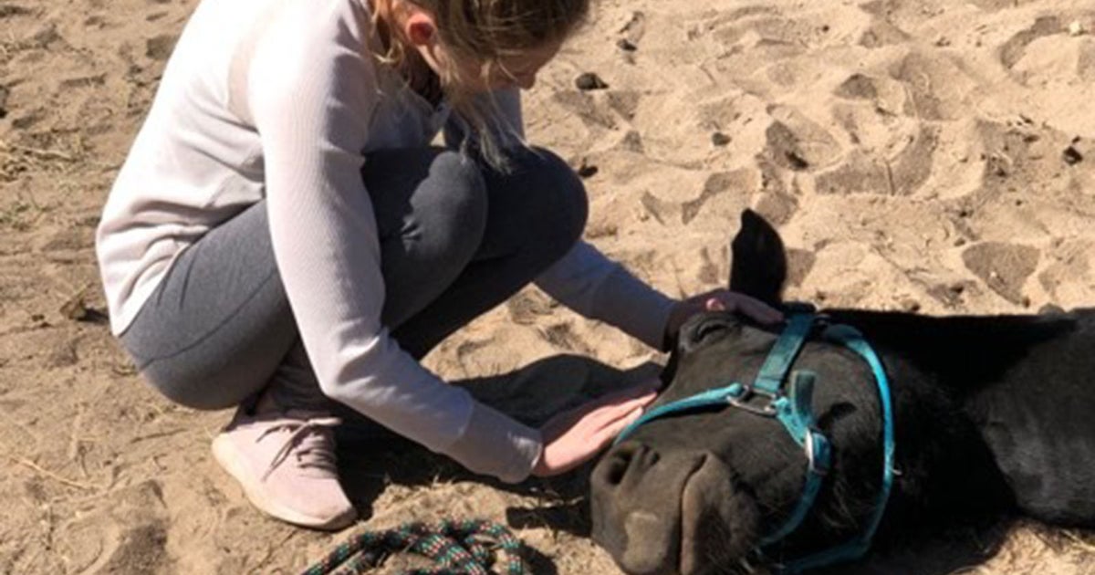 Pregnant Horse Dies After Plane Gets Blown Off Runway In El Paso County ...