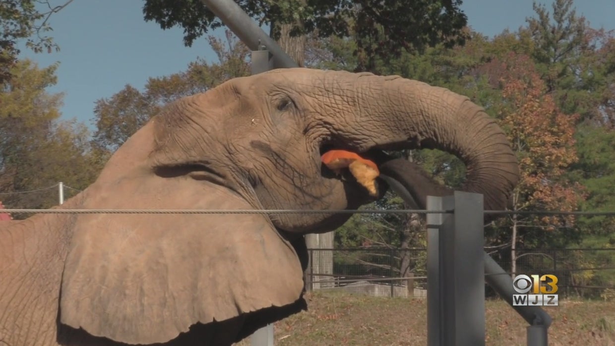 Elephants At Maryland Zoo Take Part In Annual Pumpkin Smash - CBS Baltimore
