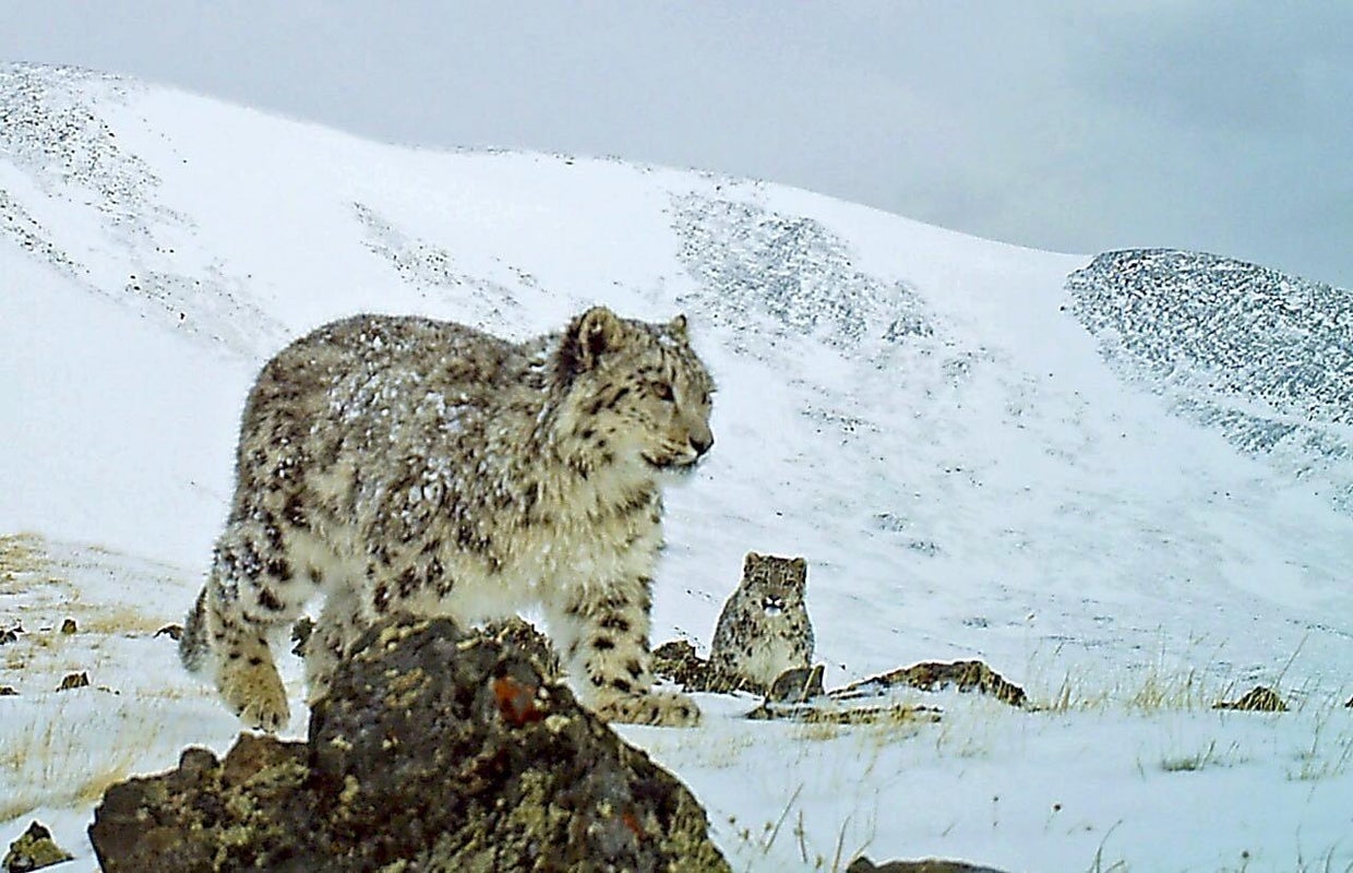 Rare photos of snow leopards and former Russian poachers are helping ...