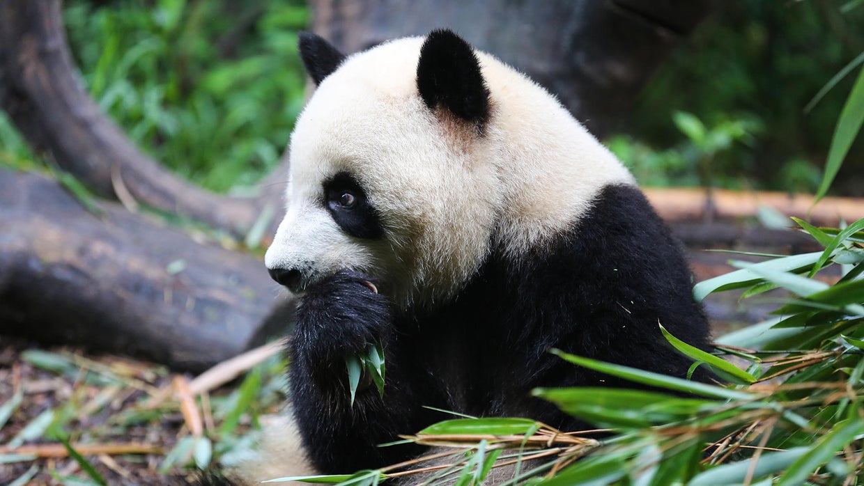 Giant Pandas: Photos from the 60 Minutes report